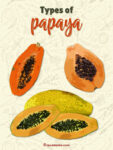 16 Different Types Of Papaya You Should Savor 2023