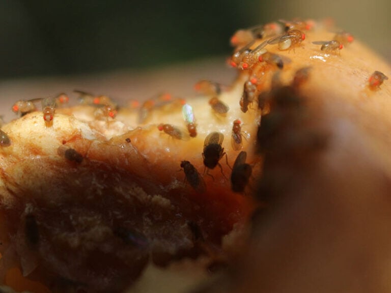 Do Dates Need To Be Refrigerated? Things To Know