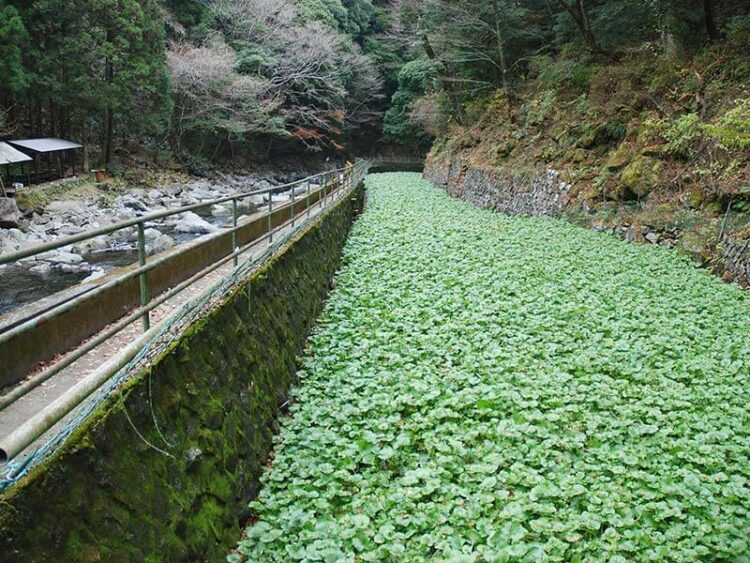 What Is Wasabi? Uncovering Its Secrets