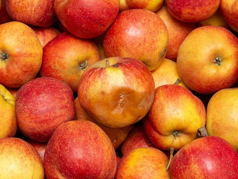 Green vs. Red Apples: Apple Comparison