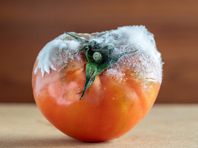 How To Tell If A Tomato Is Bad or Still Good To Consume
