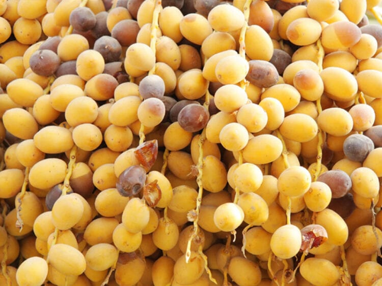 Dried vs. Fresh Dates: A Comprehensive Comparison