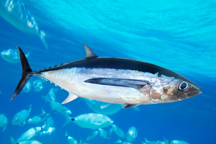 What Does Tuna Taste Like? A Complete Guide