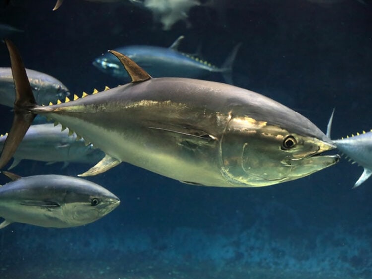 What Does Tuna Taste Like? A Complete Guide