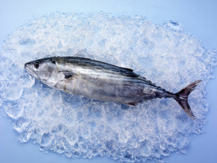 What Does Tuna Taste Like? A Complete Guide