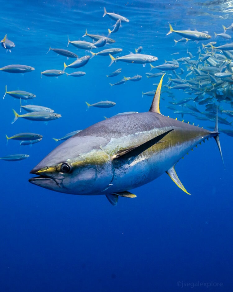 What Does Tuna Taste Like? A Complete Guide