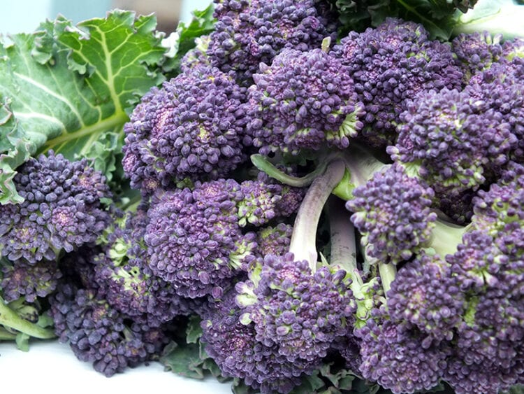 What Is Purple Broccoli? Everything You Need To Know