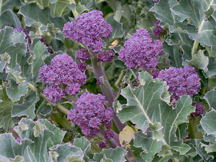 What Is Purple Broccoli? Everything You Need To Know