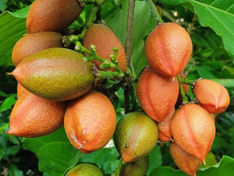 52 Foods That Start With U: Ultimate List of