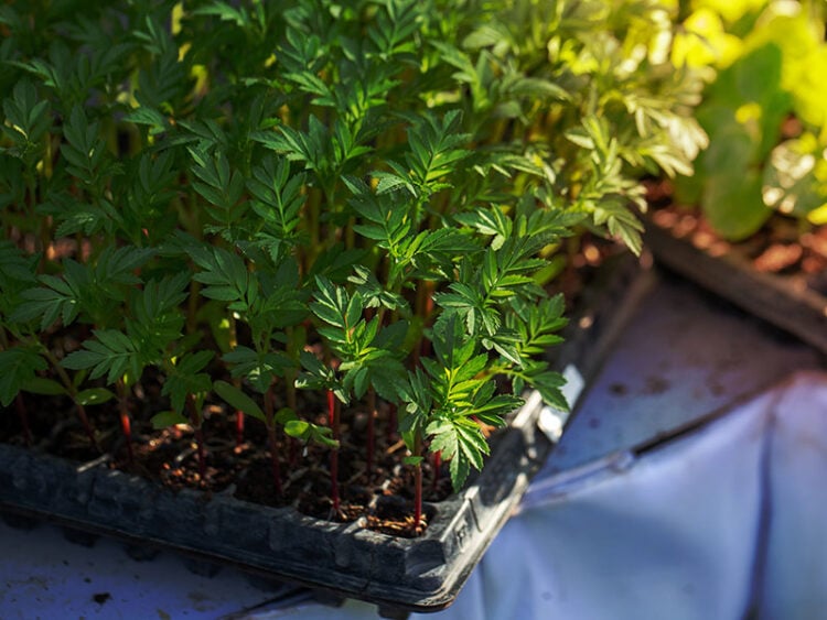 49 Best European Spices and Herbs: Your Must-Have List