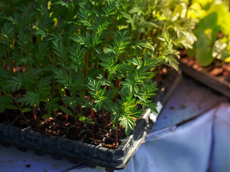 49 Best European Spices and Herbs: Your Must-Have List