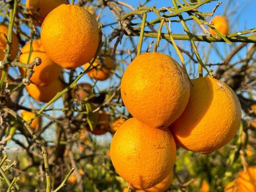 73 Exquisite European Fruits: Your Guide