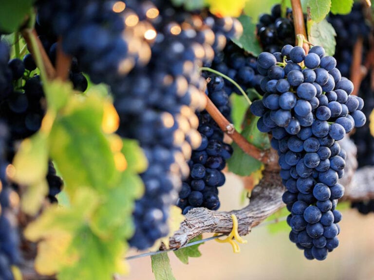 43 Popular Middle Eastern Fruits & Vegetables: Guide