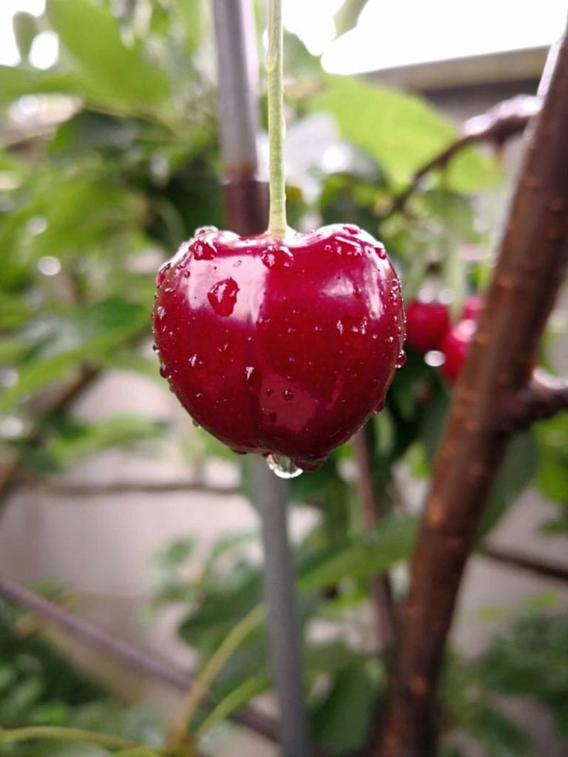 73 Exquisite European Fruits: Your Guide