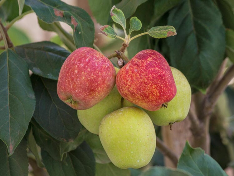 73 Exquisite European Fruits: Your Guide