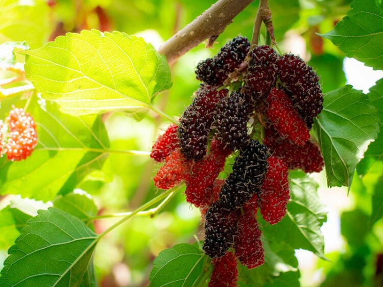 43 Popular Middle Eastern Fruits & Vegetables: Guide