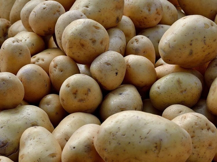 40 Popular European Vegetables to Explore