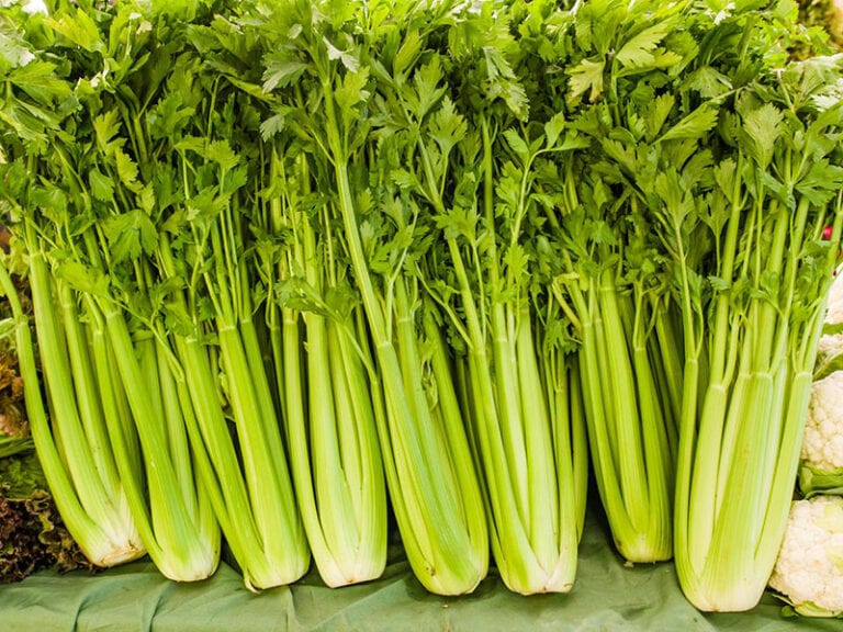 40 Popular European Vegetables to Explore in 2024