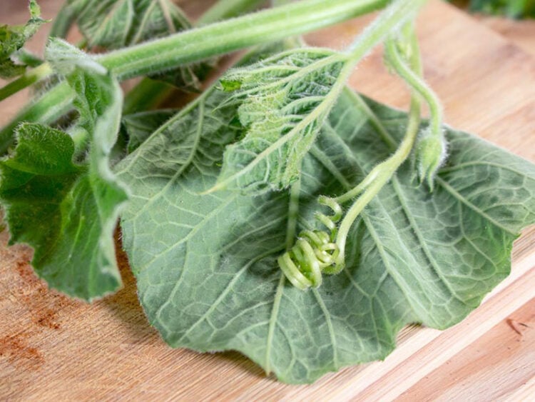40 Popular European Vegetables to Explore